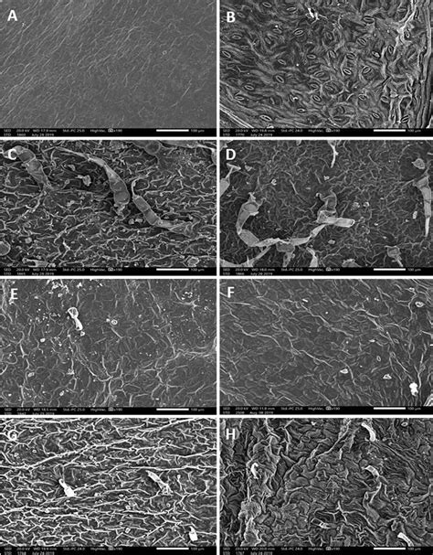 Overall Leaf Micromorphological Characters Of Four Cestrum Species