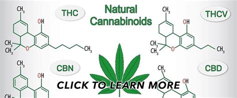 Cannabis Cannabiniod Elev8 Presents