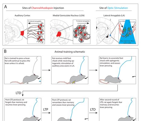 Total Recall Using Light To Create And Erase Memories Science In The