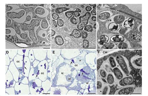 Phenotypes Of Pea Pisum Sativum L Nodules A Wild Type Bacteroids Download Scientific