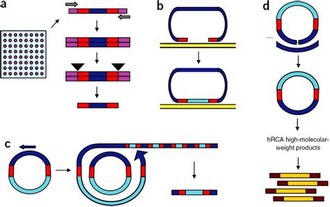 Principle Of Multiplex Exon Capture Strategy [27] A A Programmable Download Scientific