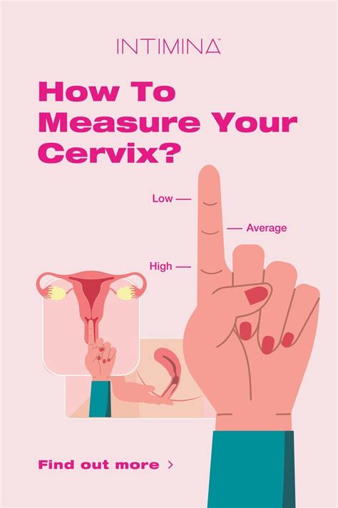 Menstrual Cups And Cervix Height Everything You Need To Know Cervix Menstrual Cup Menstrual