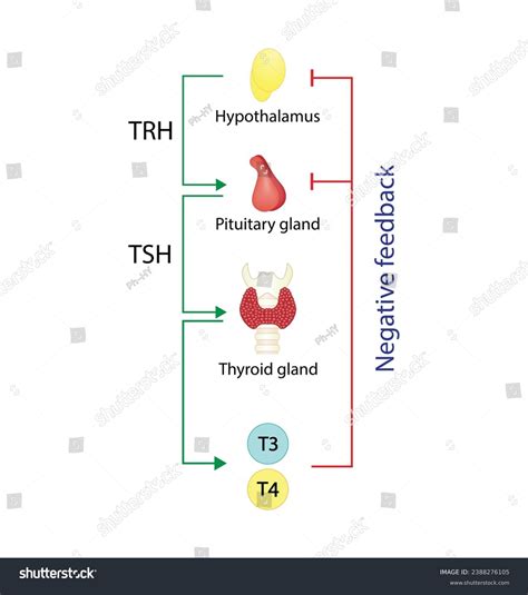 Feedback Loop Controlling Thyroid Hormone Secretion Stock Vector Royalty Free 2388276105