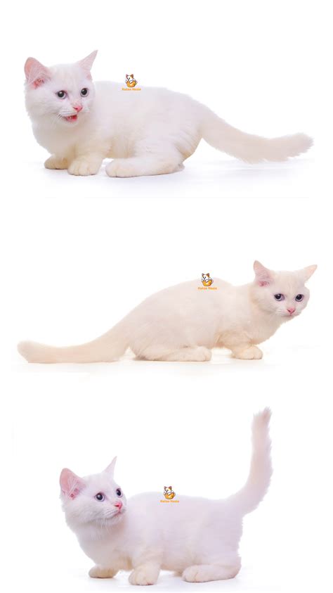 Buzz Kucing Munchkin Bulan Jantan Katze Nesia