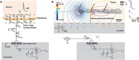 mea neuron electrode interface a the classic point or area contact
