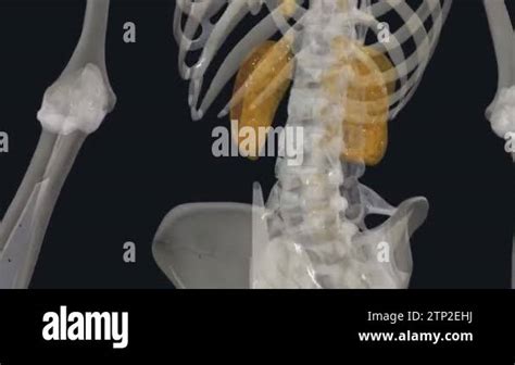 The Intertransverse Ligaments Are Weak Sheet Like Ligaments