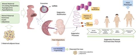 Maternal Factors During Pregnancy Modify Cell Signals Via Evs Which Download Scientific
