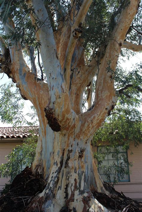 10 Major Types Of Eucalyptus Trees In California Identification