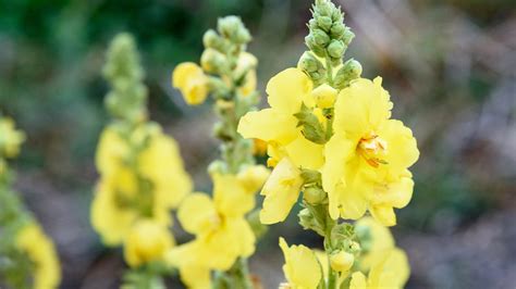 Mullein Leaf Uses Benefits And Risks