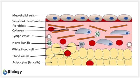 Simple Squamous Epithelium Labeled