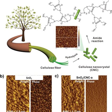 A Schematic Representation Of Biomass‐derived Cellulose Nanocrystals