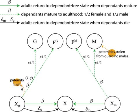 Evolution Of Human Pair Bonds As A Consequence Of Male Biased Mating