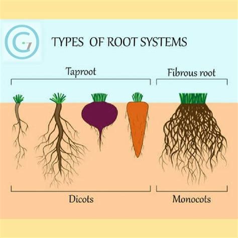 Fibrous Root System Examples