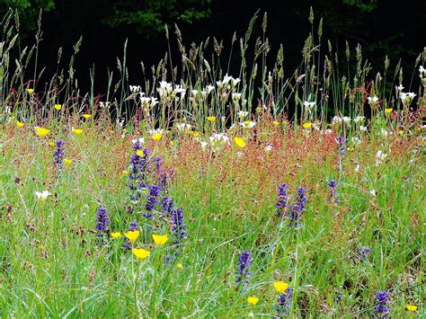 What Plants Grow In A Meadow At Gabriella Raiwala Blog