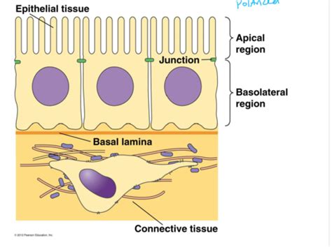 Cell 201 Cellular Adhesions Junctions And Extracellular Structures Flashcards Quizlet