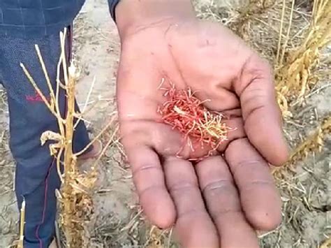 Kesar Farming In Up News Update Farmer Who Earns Rs 35 Lakh Per Year