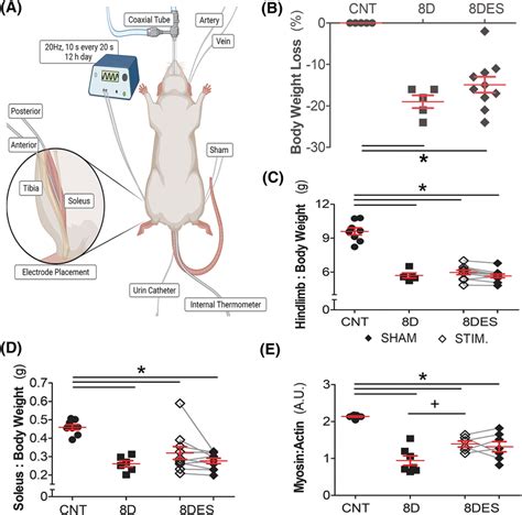 Chronic Supramaximal Electrical Stimulation Es Promoted Myosin Download Scientific Diagram