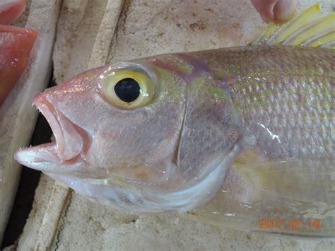 キンメヒメダイ 2017 01 29 WEB魚図鑑