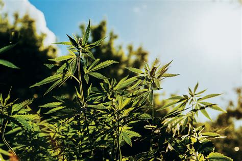 Usda Releases Hemp Production Requirements