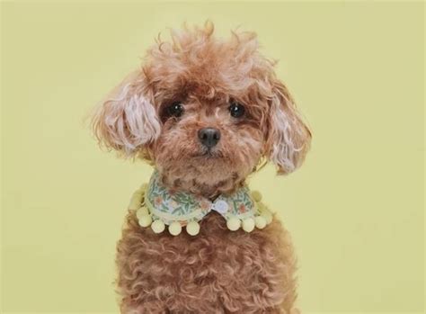 ‘무지개다리 건넌 반려견과 똑같이 생긴 인형 선물받은 견주들 반응 눈물주의 개감동이양