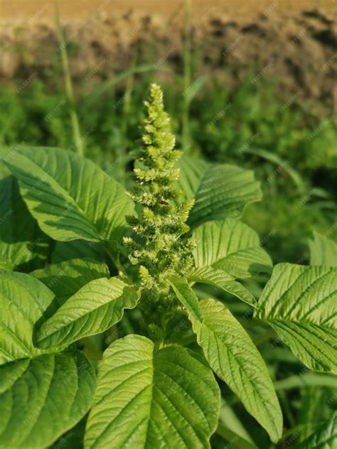 Premium Photo Wild Leafy Edible Amaranthus Spinosus Weed Plant