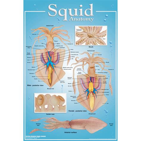 Giant Squid Internal Anatomy