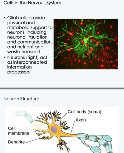 Psych Final Flashcards Quizlet