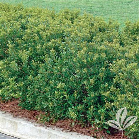 Wax Myrtle Southern 7 Gallon Plantoutlets