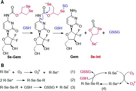 A Activation Of Se Gem By Gsh B Redox Cycling Reactions Of Download Scientific Diagram