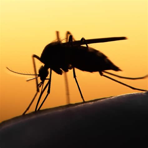 Whole Genome Sequences Of 16 Different Mosquito Species Published In