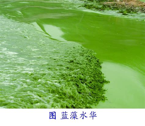 科学网环境微生物之蓝细菌 王从彦的博文