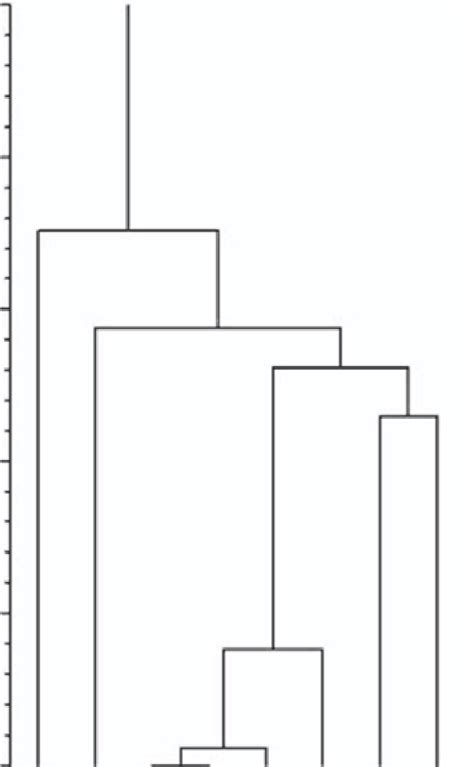 Dendrogram Showing The Cluster Analysis Of Eight Species Accessions Of
