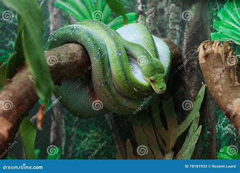 Green Python Stock Image Image Of Fauna Jungle Predator
