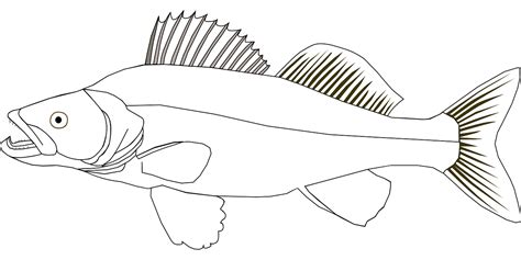 How To Draw A Walleye Drawing Word Searches