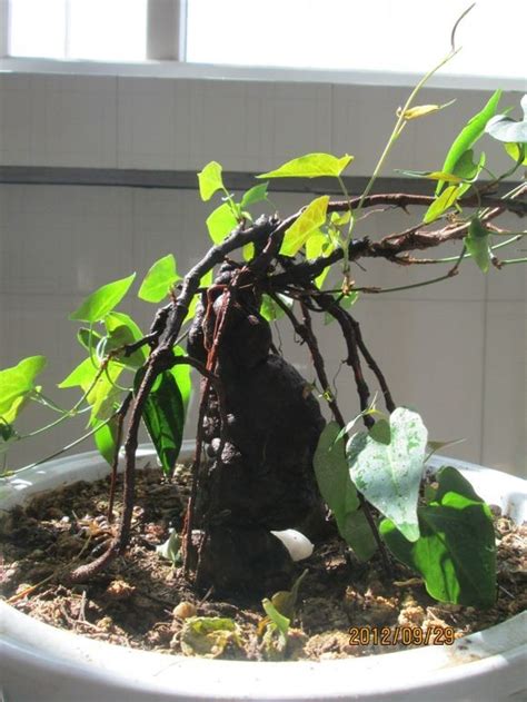 Polygonum Multiflorum Seed Plant Seeds Alive Roots Medicinal Herbs Medicinal