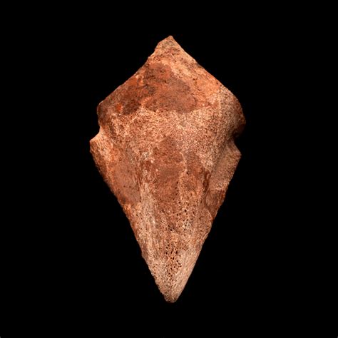 Spinosaurus Toe Claw 4 18 Long Astro West