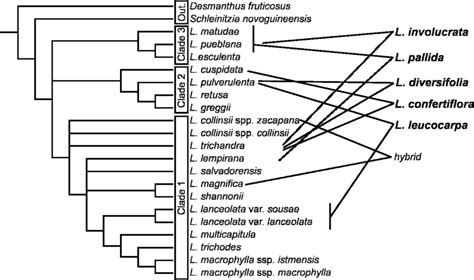 Polyploid Origins In Leucaena Phylogeny Adapted From Hughes Et Al Download Scientific Diagram