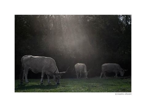 Massimo Ottaviani Massimoott Twitter