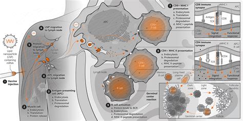 Digital Nerve Block Ami Meeting 2021