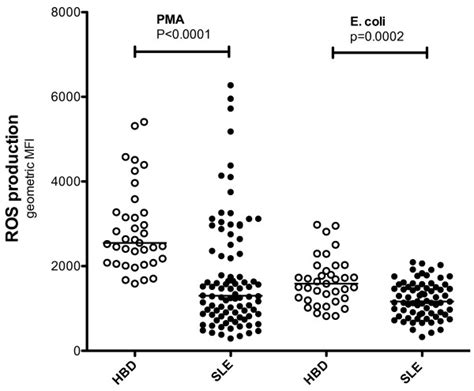 Polymorphonuclear Leukocytes Pmn From Patients With Systemic Lupus Download Scientific