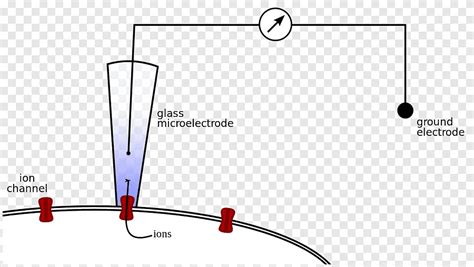 Patch Clamp Technique Microelectrode At Della Gonzales Blog