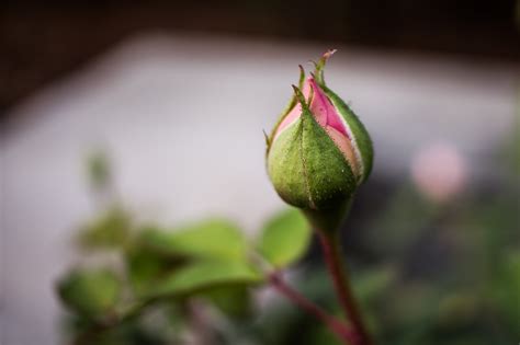 무료 이미지 자연 집 밖의 사진술 꽃잎 환경 식품 녹색 생기게 하다 식물학 지독한 정원 담홍색 플로라