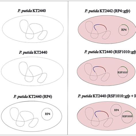 Overview Of Executed Filter Mating Combinations Download Scientific Diagram