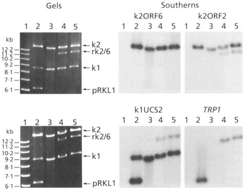 Demonstration Of K20rf2 Disruption In Plasmid Rk22 Linear Plasmid Dna