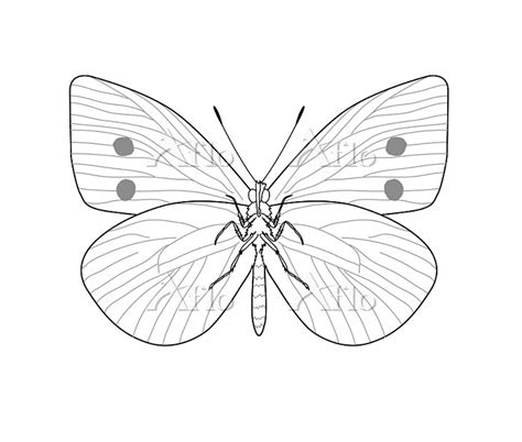 モンシロチョウのイラスト 22678184 のイラスト素材 アフロ