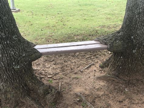 Trees Sucking On Things