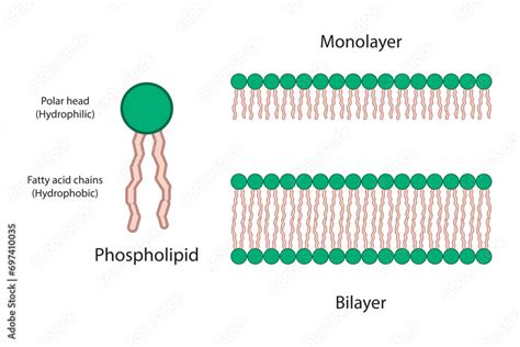 Diagram Showing Phospholipid Structures Monolayer And Bilayer Green