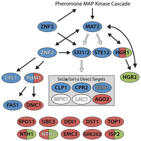 Transcriptional Control Of Sexual Development In Cryptococcus Neoformans Pmc