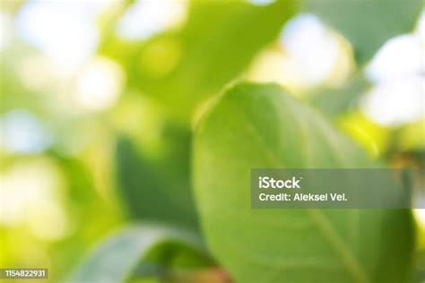 나뭇잎과 밝은 흐린 그라데이션 녹색 배경 배너 템플릿 또는 프리 젠 테이 션을 위한 자연 자연 질감 텍스트 또는 정보를 위한 공간을 갖춘 가벼운 여름 버르 듀 0명에 대한