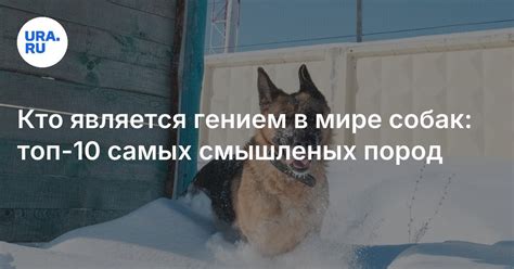 Топ 10 самых умных пород собак описание характеристики как дрессировать советы от зоопсихолога